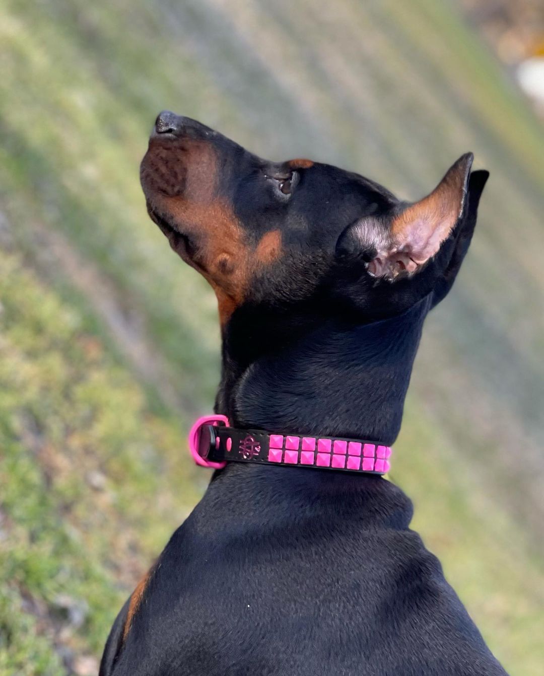 Black Leather Dog Collar With Pink Studs – Mutt Couture
