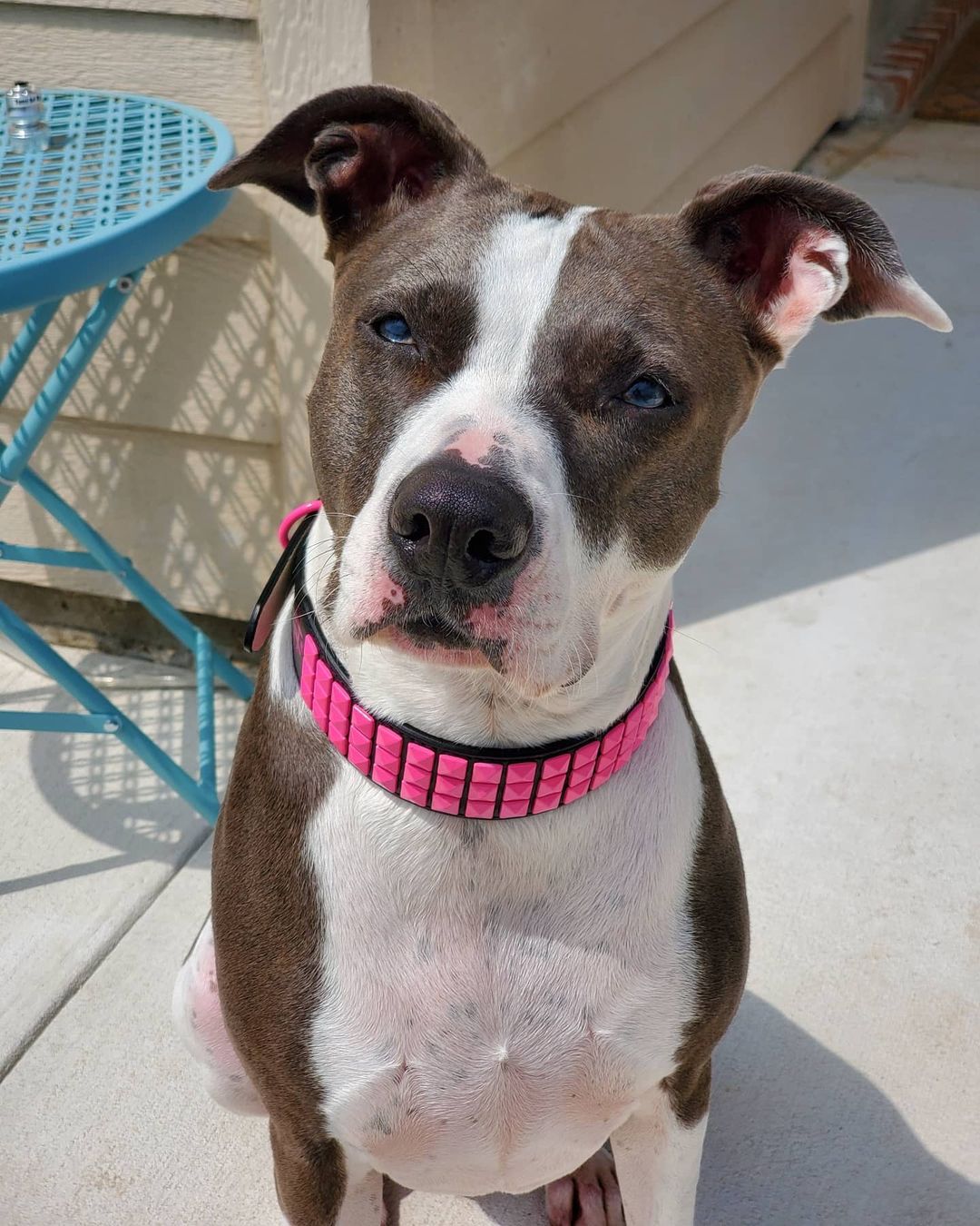 Black Leather Dog Collar With Pink Studs – Mutt Couture